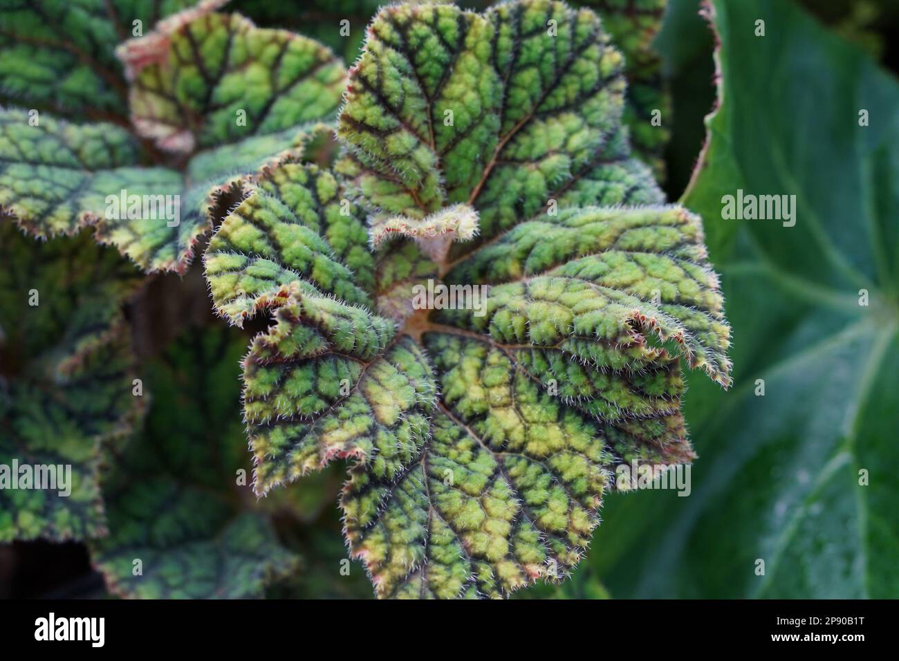 A unique begonia leaf at the Christchurch New Zealand Botanical Garden ...