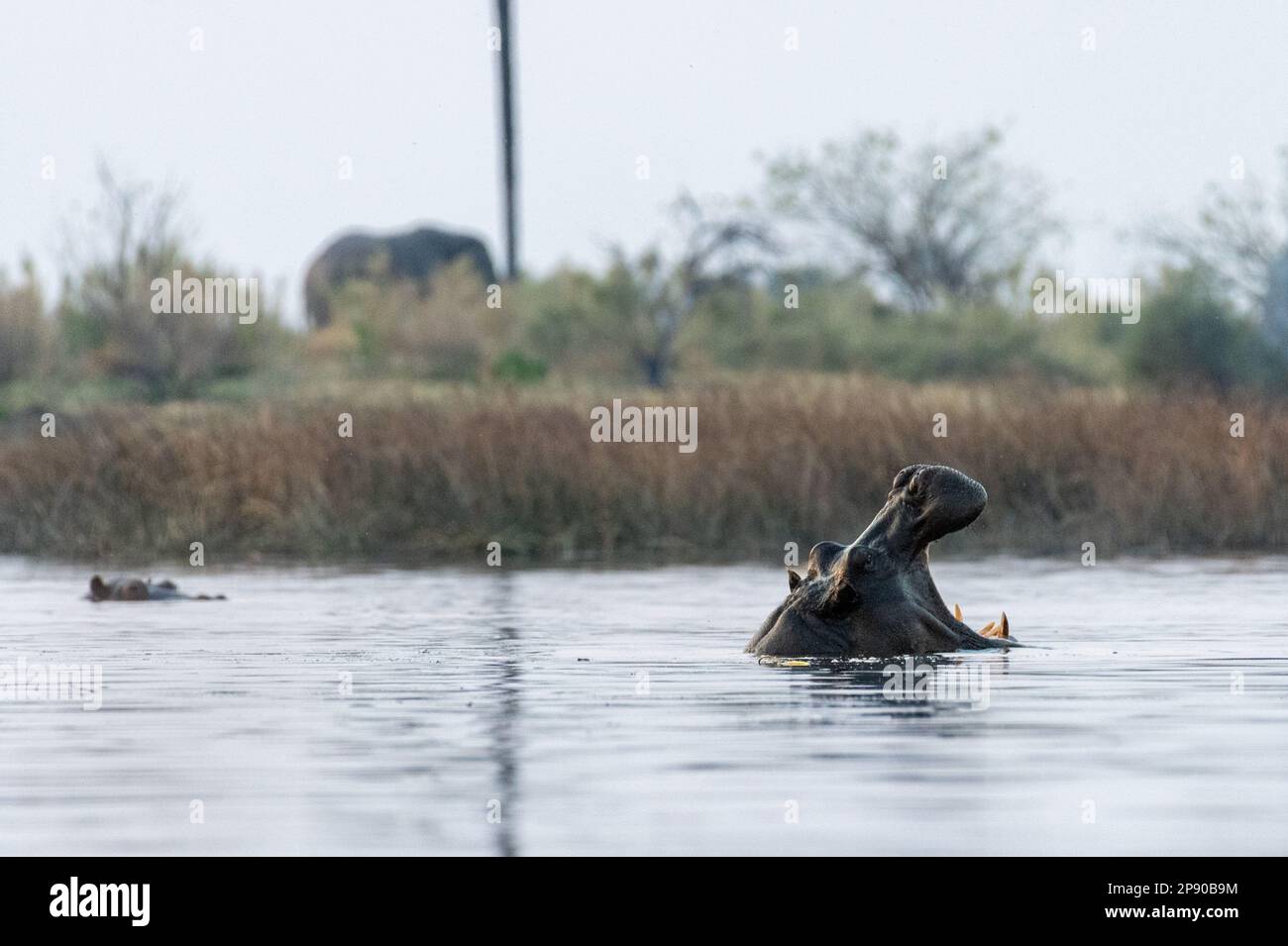 Low perspective shot of a partially submerged hippotamus, Hippopotamus ...