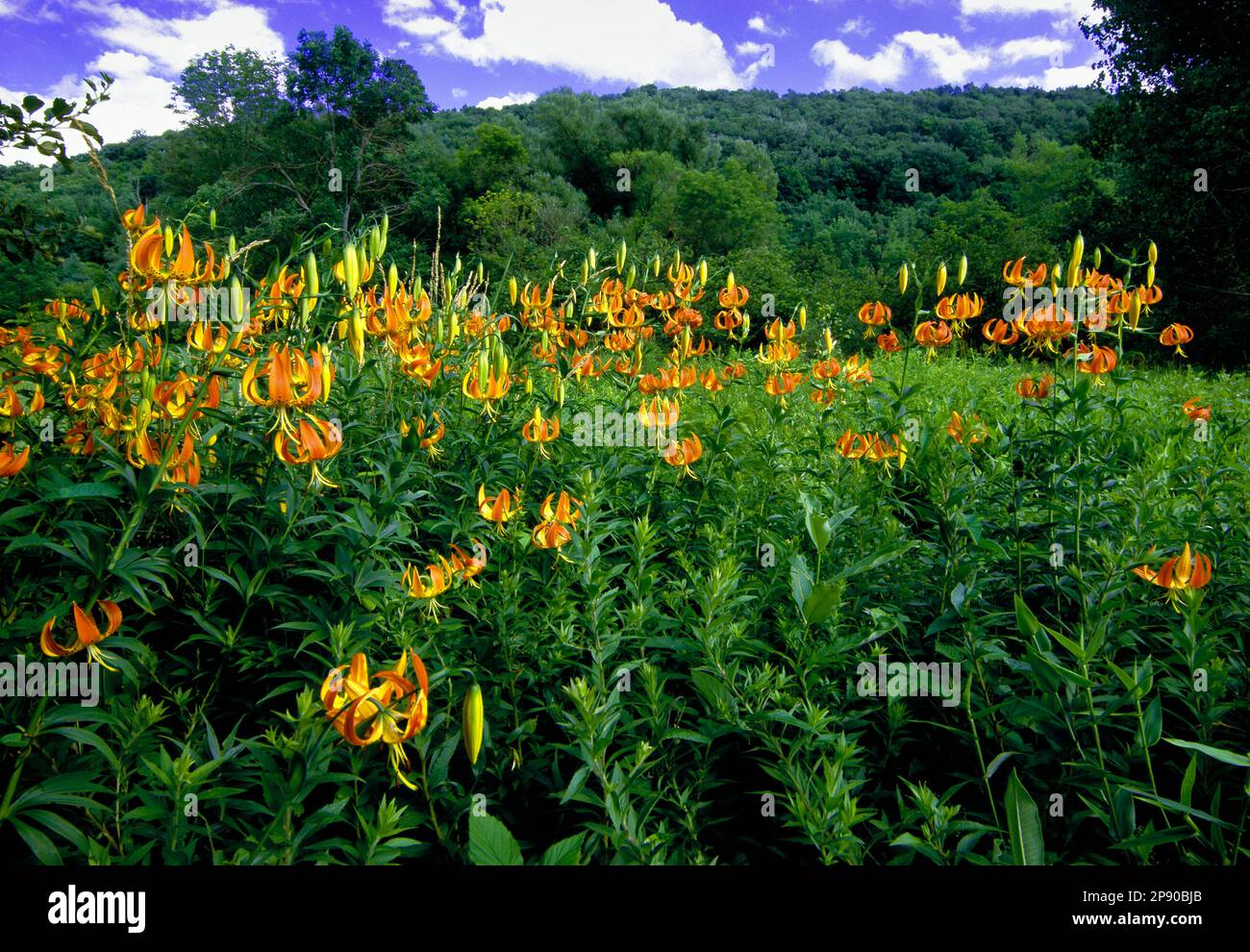 Wild and native Turks Cap Lily growinf in Potter County, Pennsylvania ...
