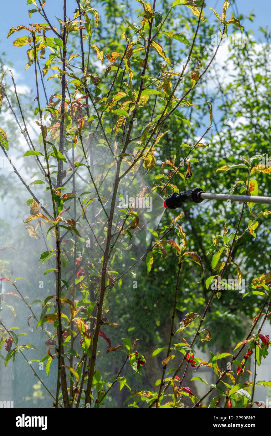 Spraying to protect nectarine tree from fungal disease or vermin Stock ...