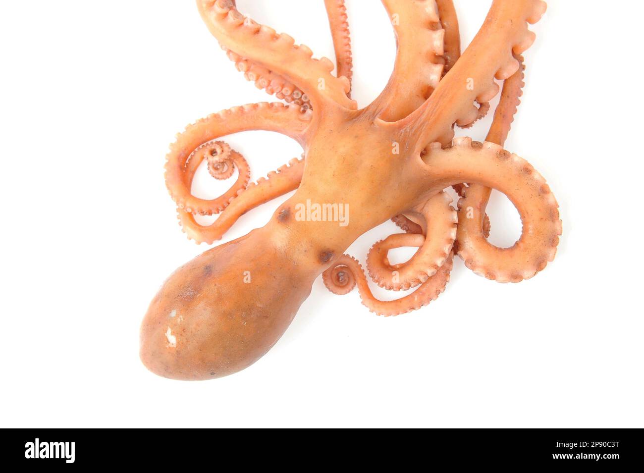 Octopus on a white background Stock Photo - Alamy