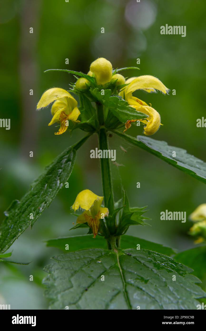 Yellow Archangel, Galeobdolon luteum or Lamium galeobdolon, detail of ...