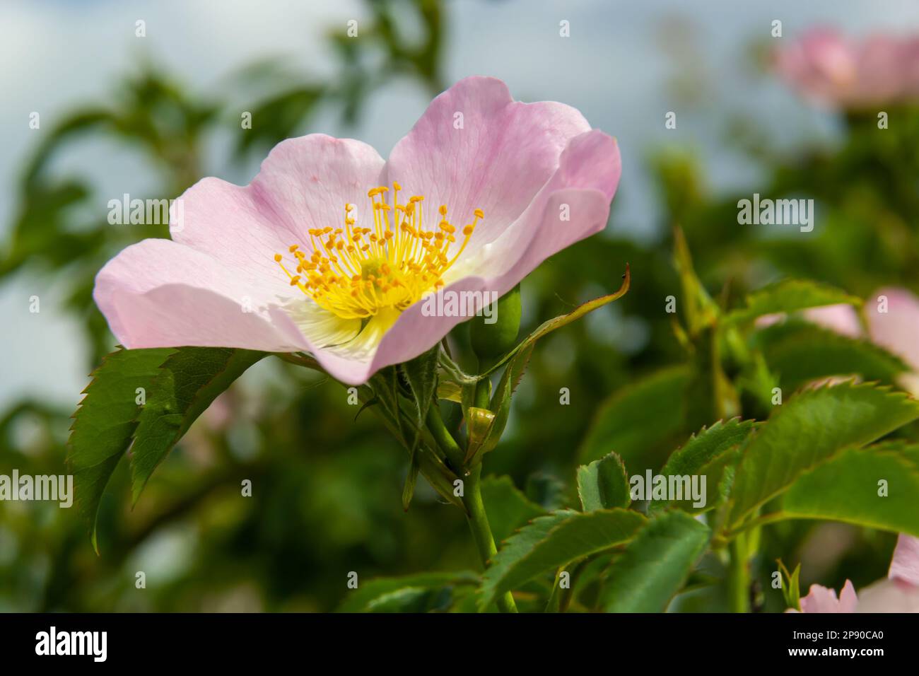 Dog rose Rosa canina light pink flowers in bloom on branches, beautiful ...