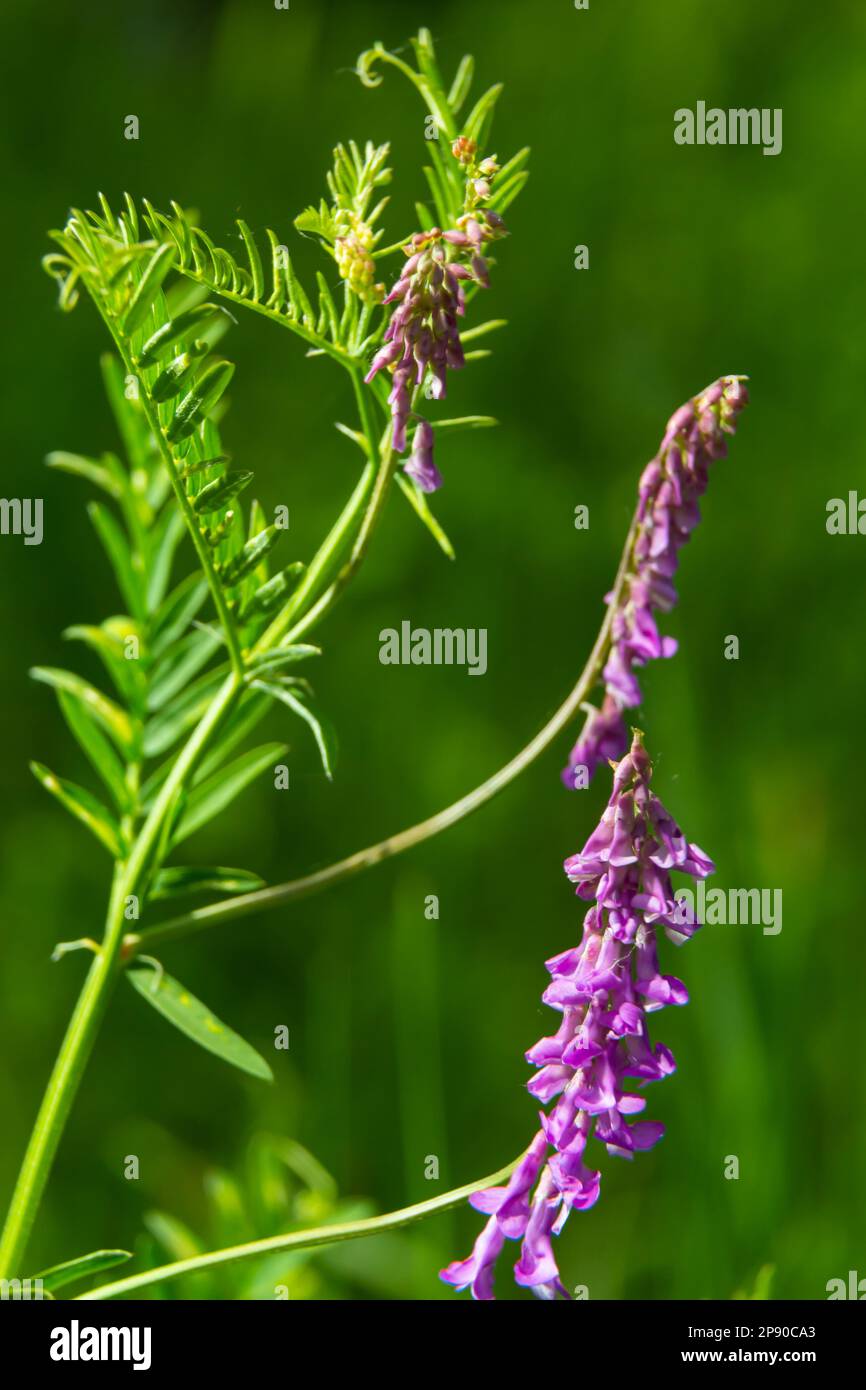 Fragile purple flowers background. Woolly or Fodder Vetch, Vicia villos ...