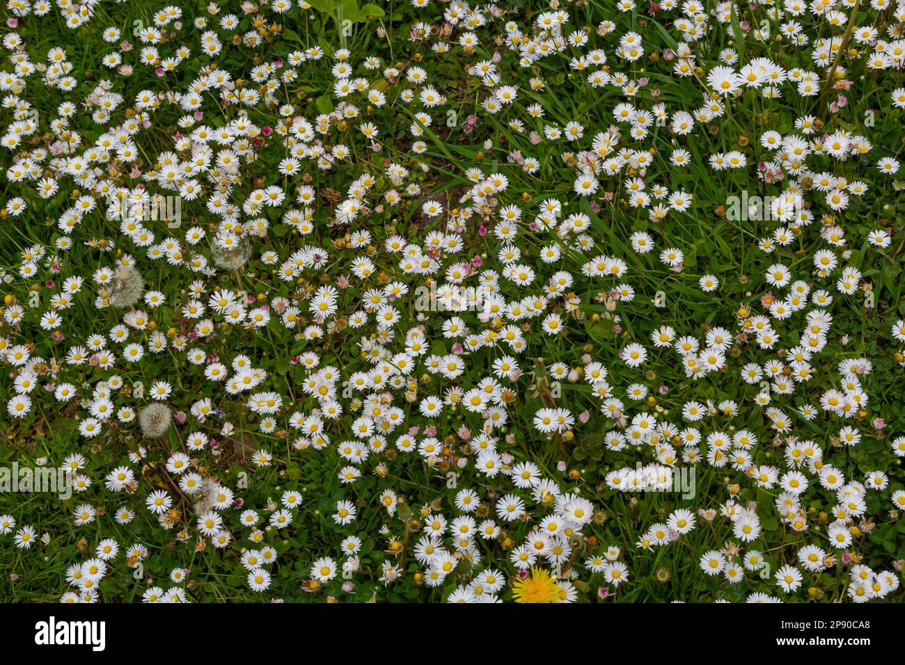 Field full of bloomed daisy in bright sun. Detailed view at white and ...
