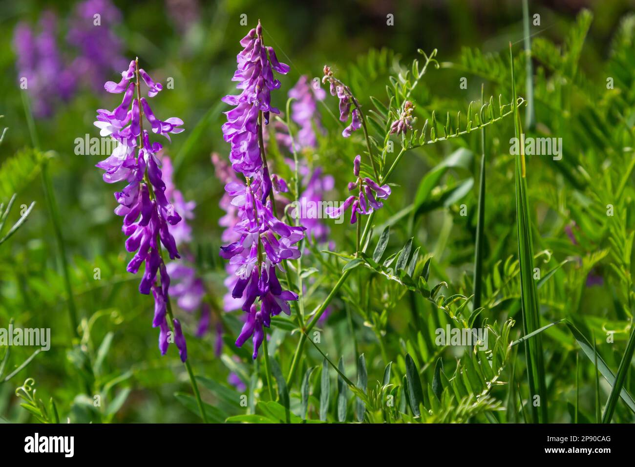 Fragile purple flowers background. Woolly or Fodder Vetch, Vicia villos ...