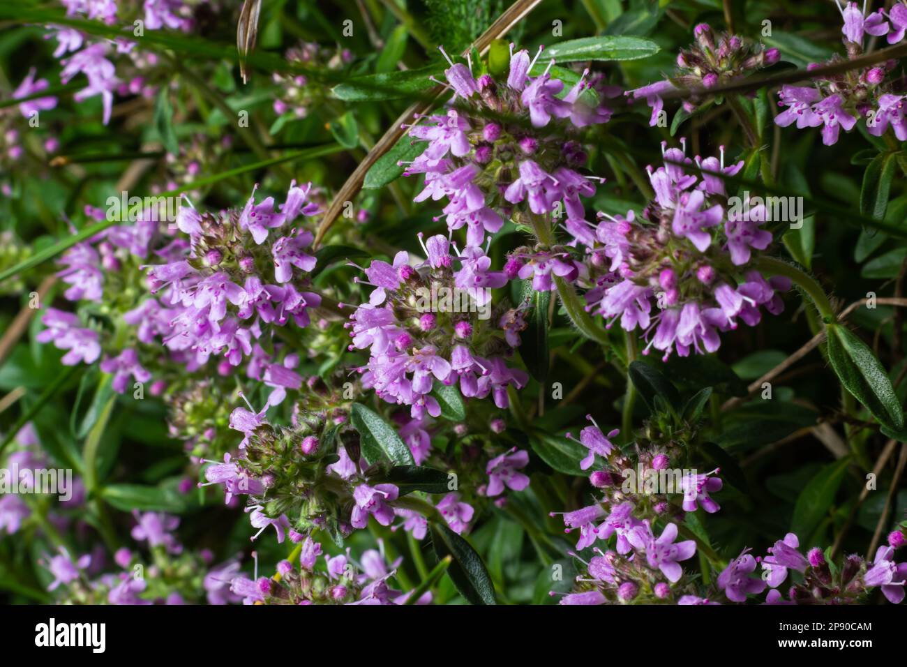 Blossoming fragrant Thymus serpyllum, Breckland wild thyme, creeping ...