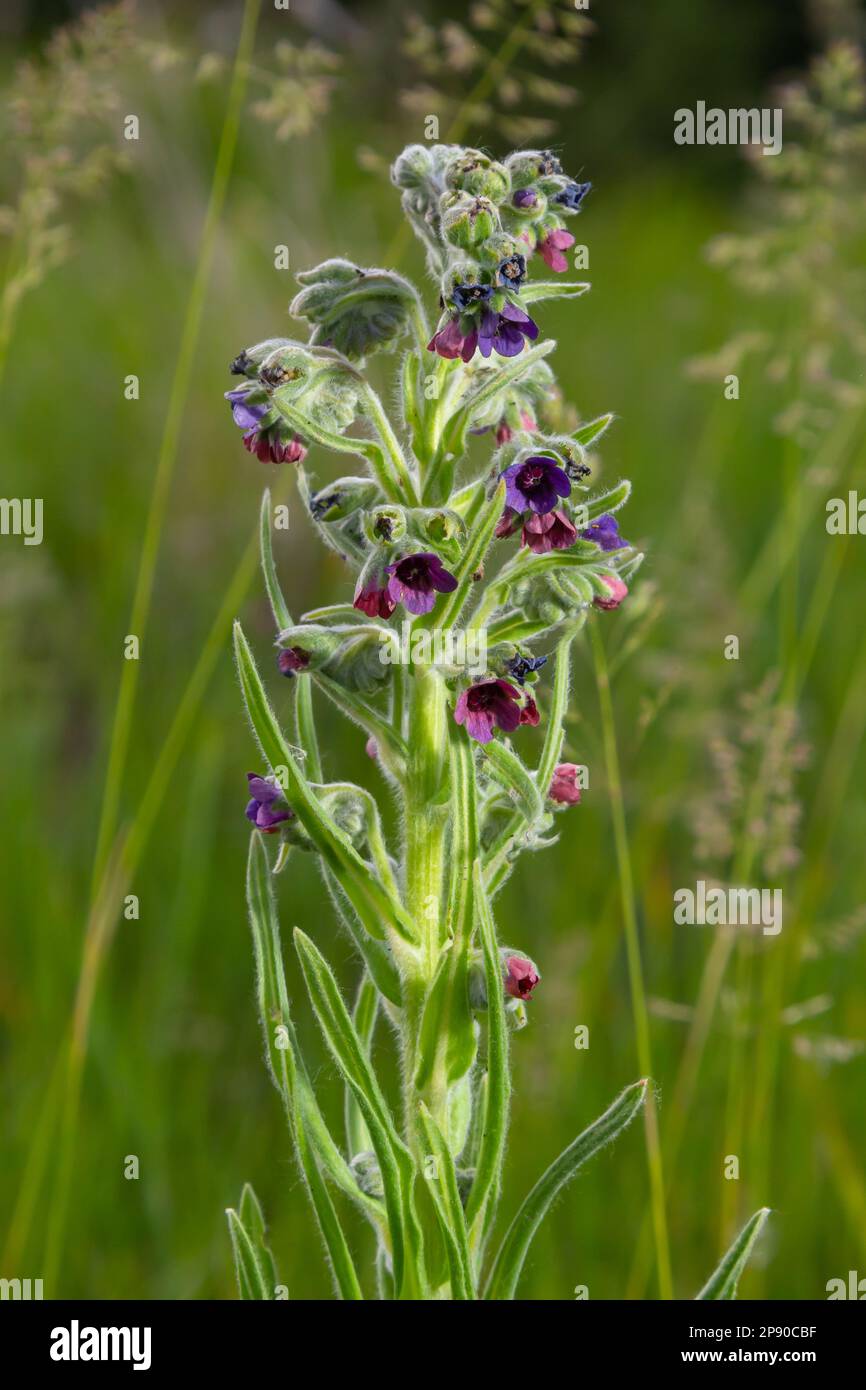 Blurred Houndstongue or dog's tongue, Cynoglossum officinale, flowering ...