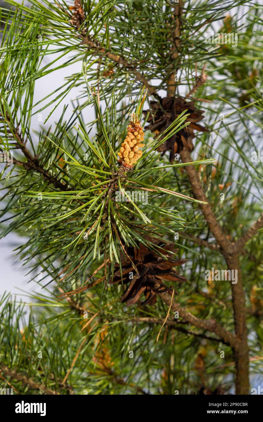 There are long buds on a pine branch. Buds appear on the pine tree in ...