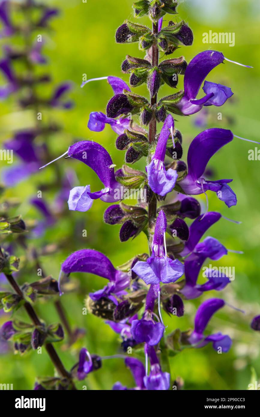 Salvia pratensis, the meadow clary or meadow sage, is a species of ...