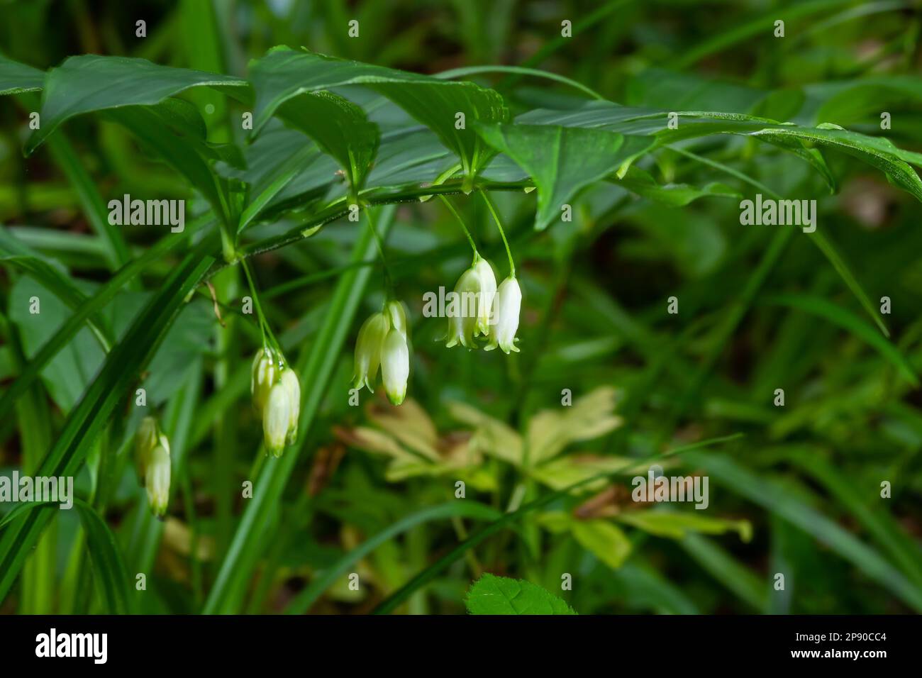 Polygonatum odoratum flowers hanging at regular intervals. The Korean ...