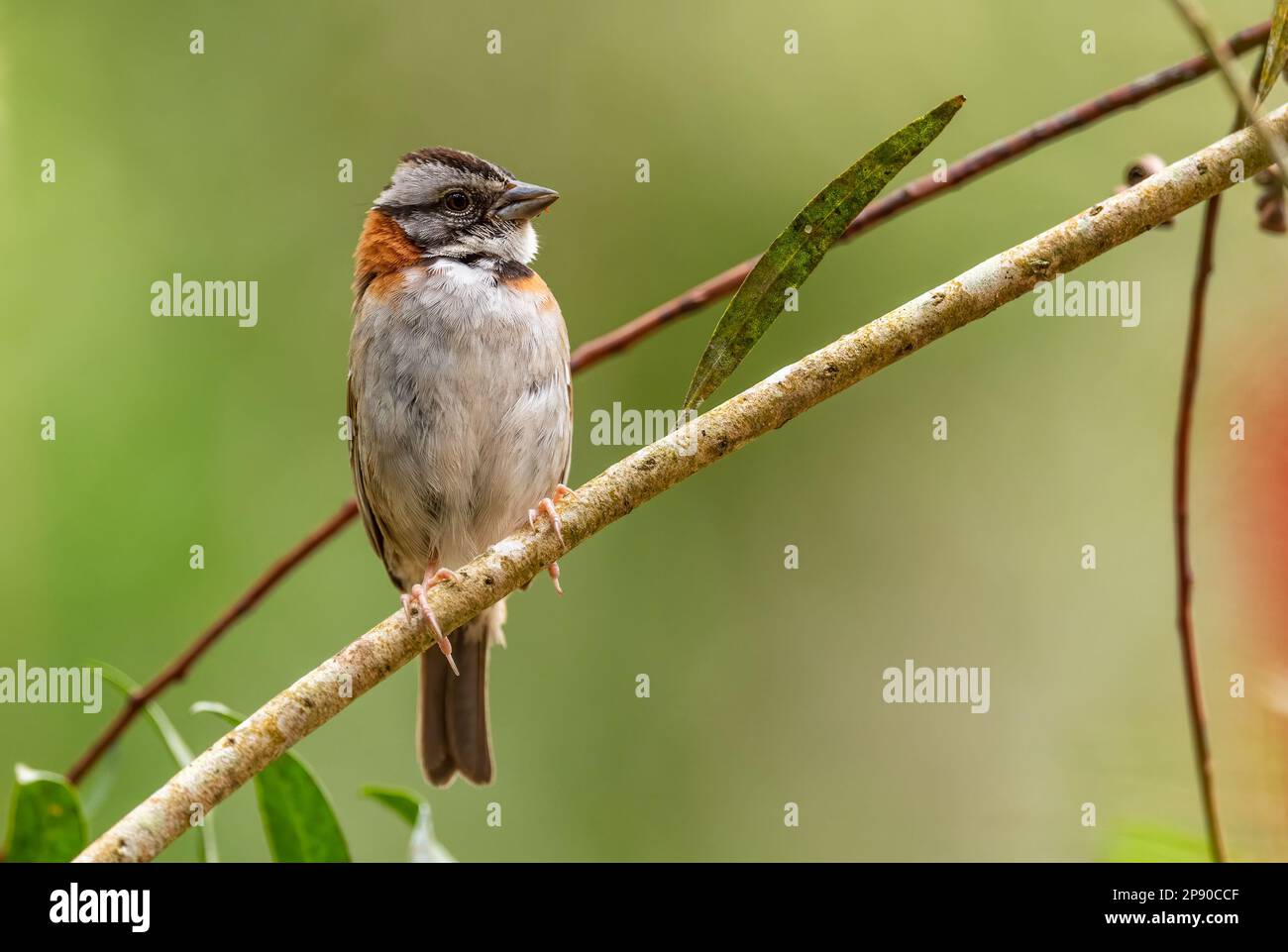Rufous-collared Sparrow - Zonotrichia capensis, beautiful small New ...