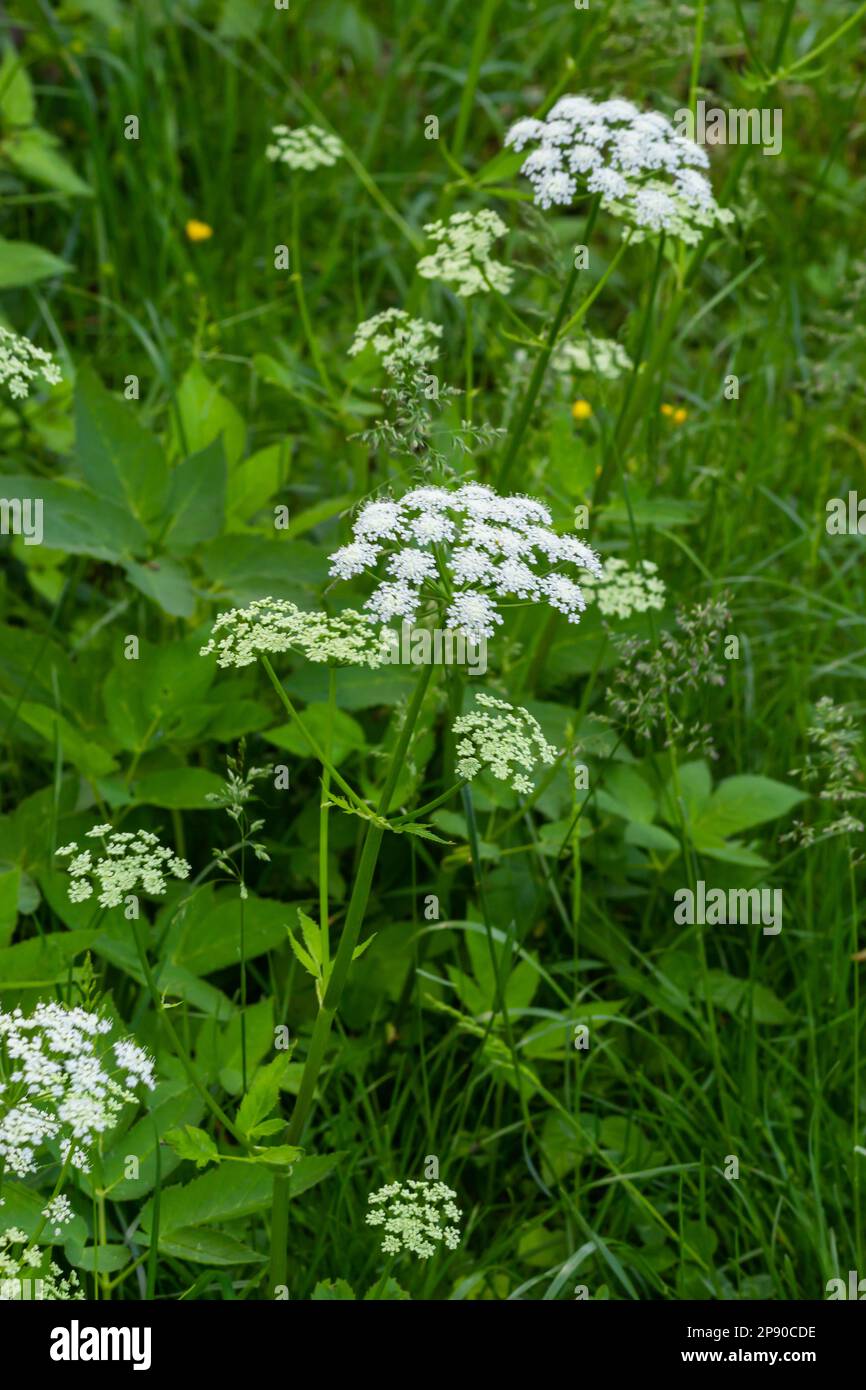 Close-up of a white flower of the species Aegopodium podagraria ...