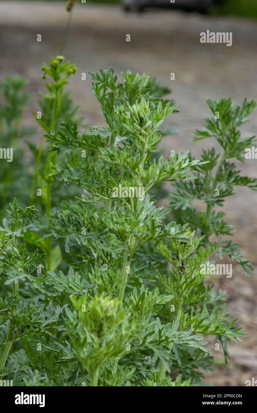 Bright green wormwood bush. The concept of growing garden, spice and ...