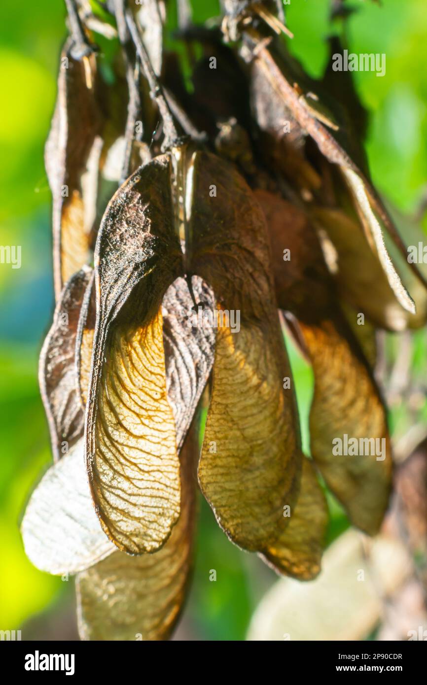 Achene Fruit Examples