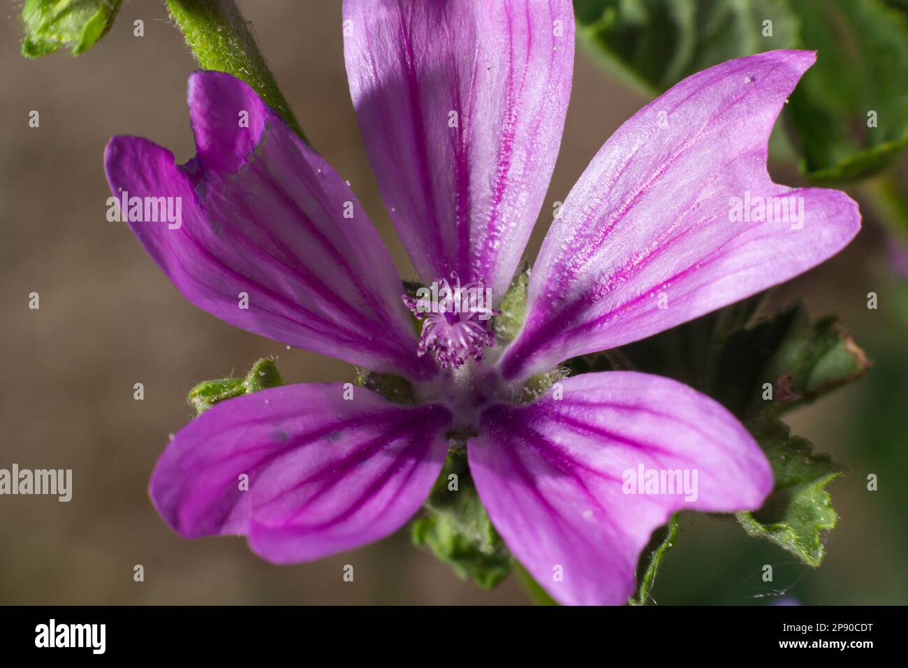 Close up of a purple Malva flower, commonly called a mallow. It is a ...