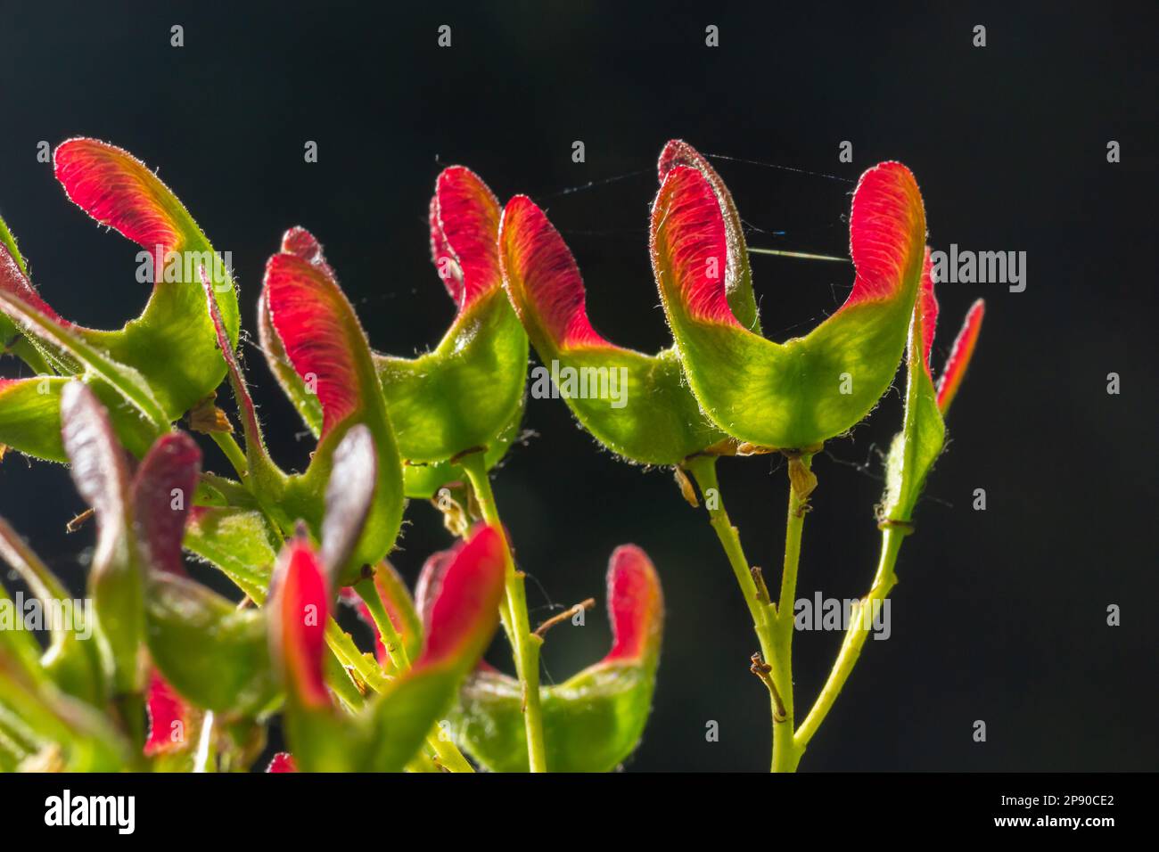 A close up of reddish-pink maturing fruits of Acer tataricum subsp ...
