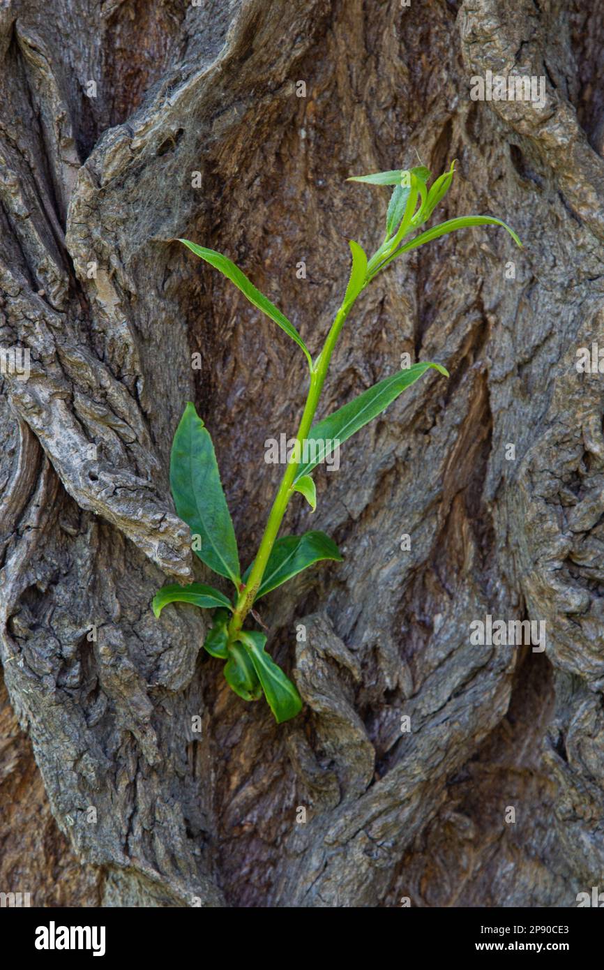 The trunk of an old willow tree with young shoots on the sides, close ...