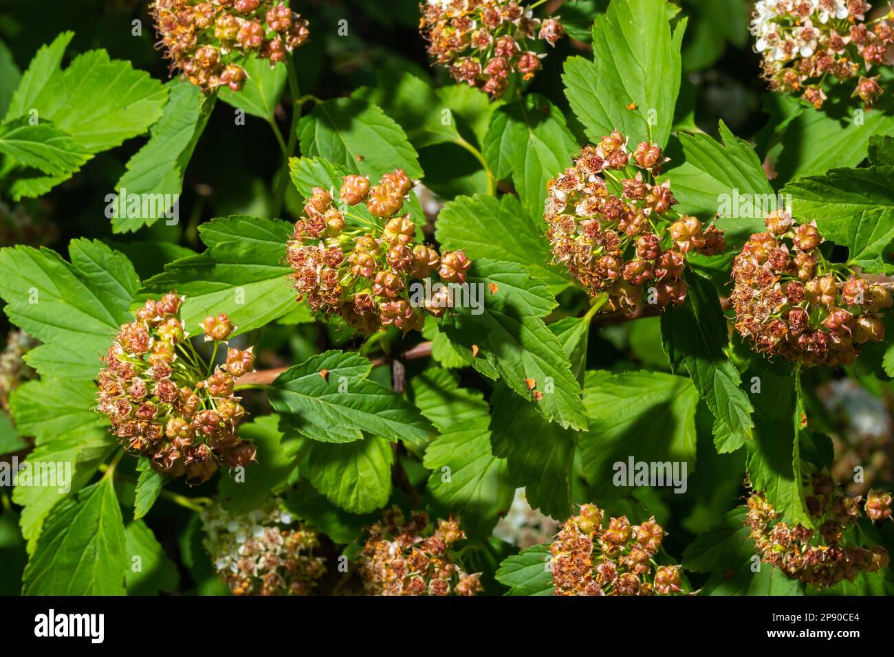 Flowering ninebark shrub close up. Physokarpus capitatus, commonly ...