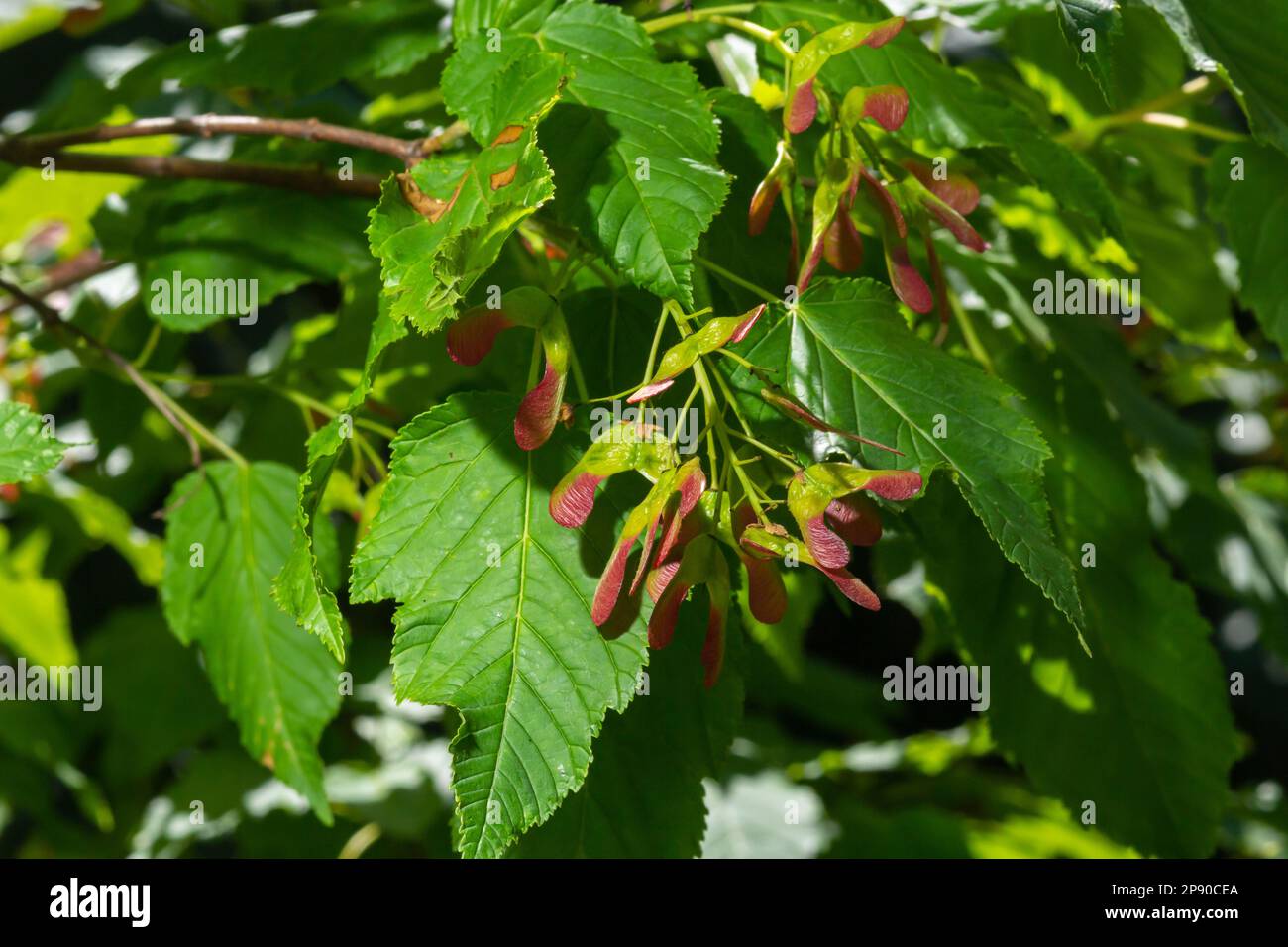A close up of reddish-pink maturing fruits of Acer tataricum subsp ...