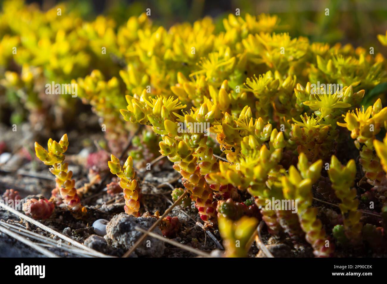 Sedum acre, commonly known as the goldmoss stonecrop, mossy stonecrop ...
