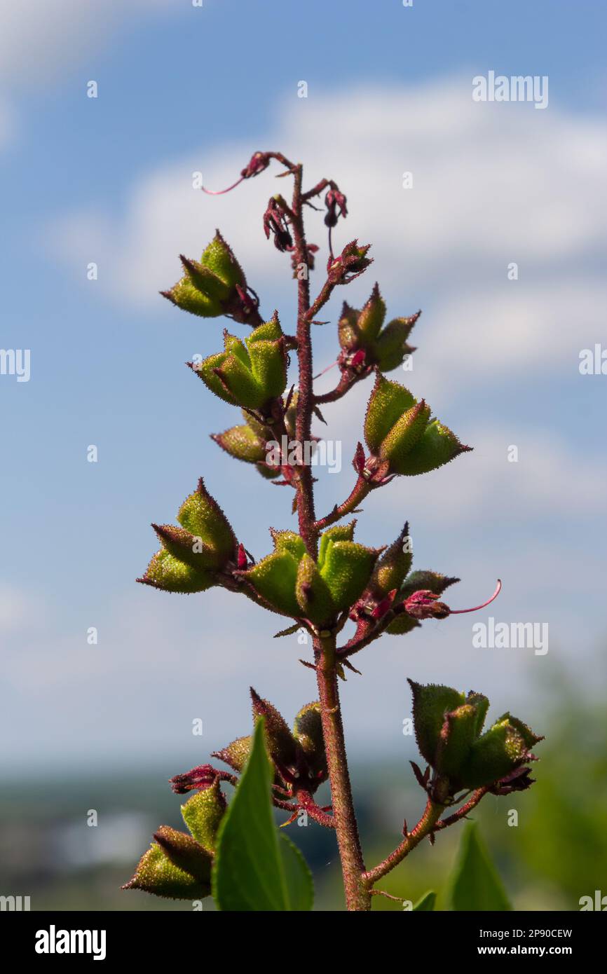 Seeds on stalks Dictamnus Albus is a genus of flowering plant in the ...
