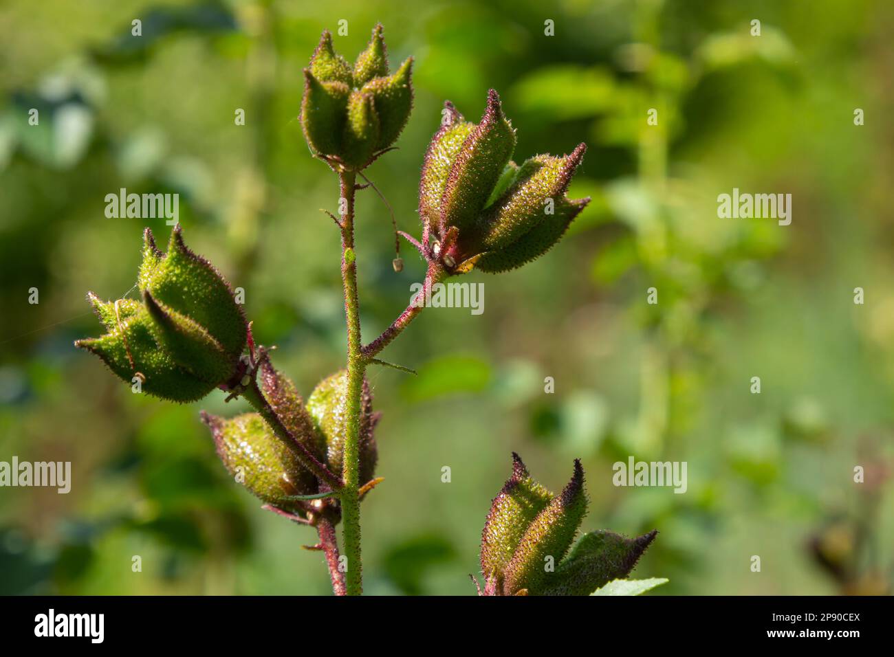 Seeds on stalks Dictamnus Albus is a genus of flowering plant in the ...