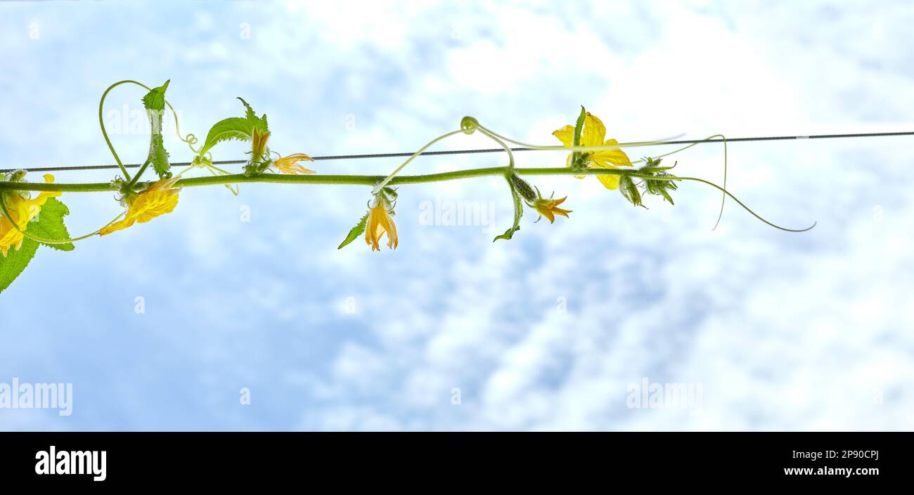 Natural cucumber grows in a greenhouse. Growing fresh vegetables on sky ...