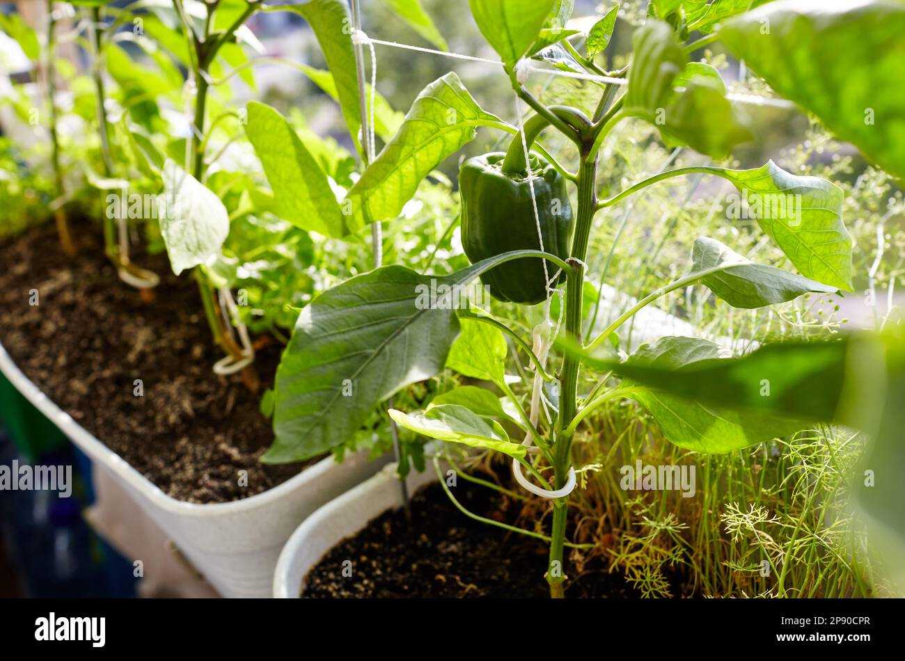 Green peppers grows in a greenhouse. Growing fresh vegetables at farm Stock Photo - Alamy