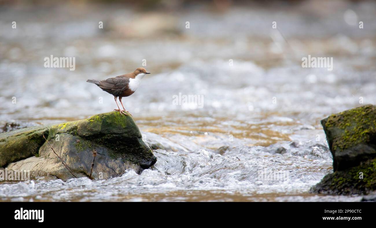 The white throated dipper Cinclus cinclus sitting on a stone and ...