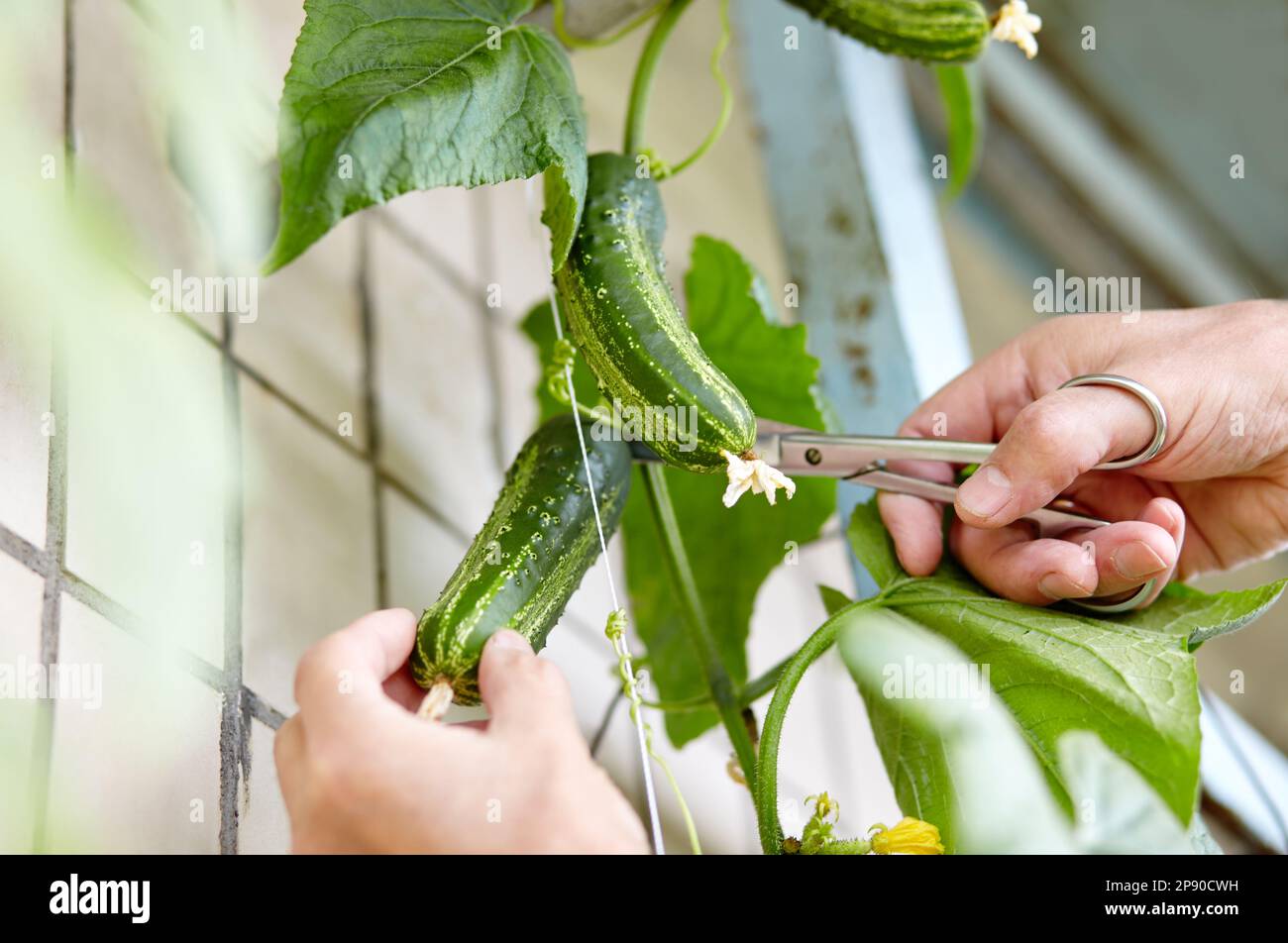 Men's hands harvests cuts the cucumber with scissors. Farmer man ...
