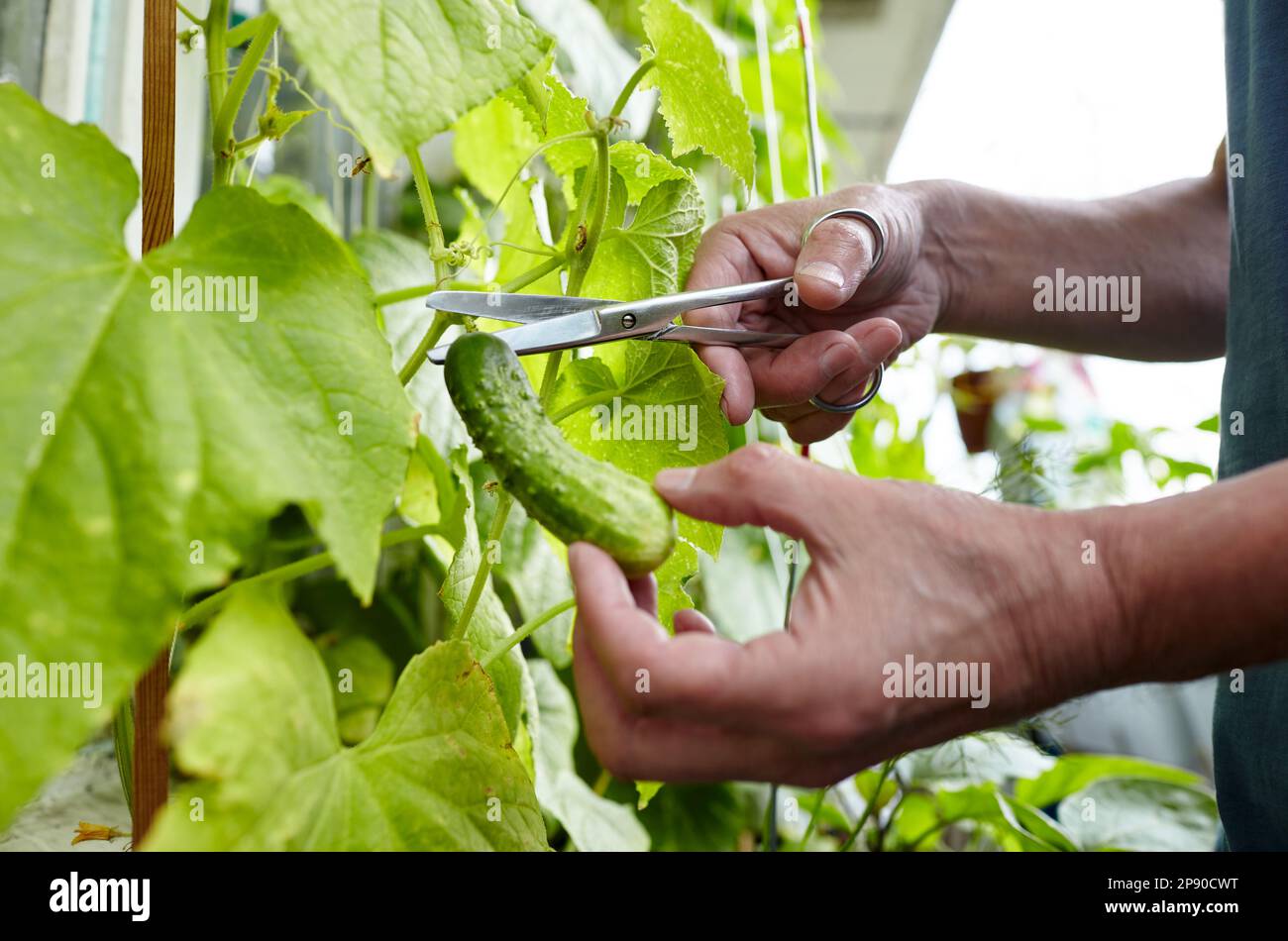 Men's hands harvests cuts the cucumber with scissors. Farmer man ...