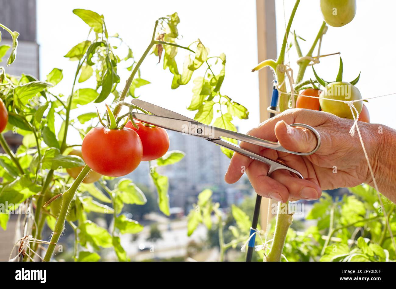 Men's hands harvests cuts the tomato plant with scissors. Farmer man ...