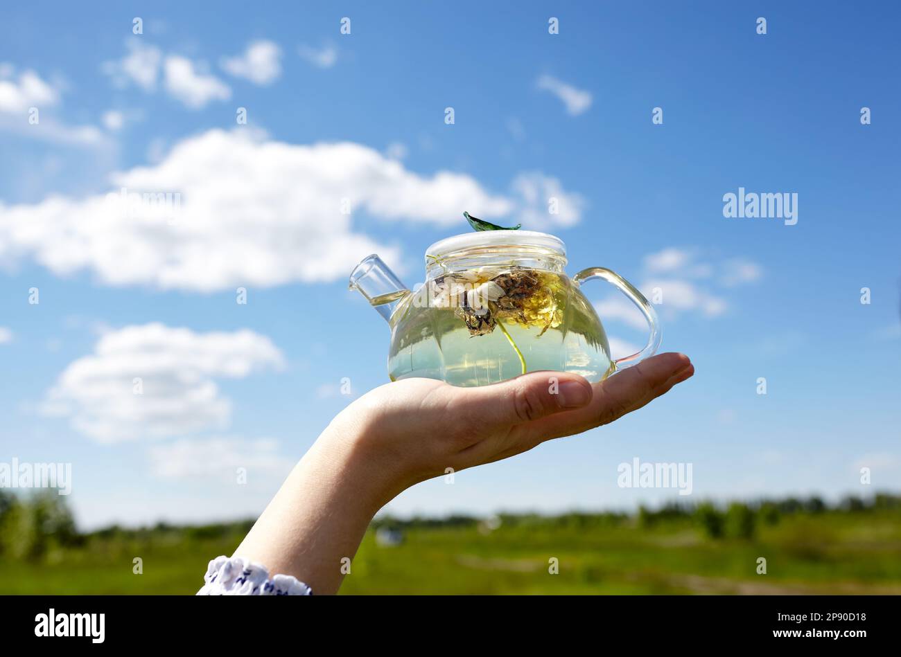Woman's hands holding transparent teapot with herbal tea. Collects ...