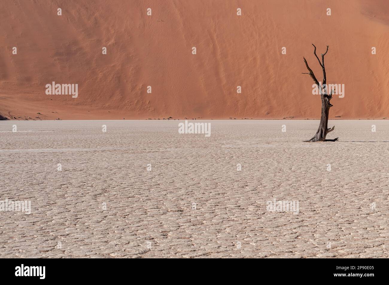 Landscape shot of the iconic dead trees of the Namibian deadvlei area ...