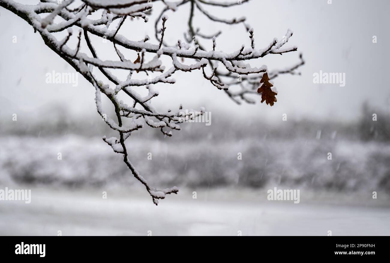 Heavy snow falling on trees with orange leaf. Canterbury Stock Photo ...