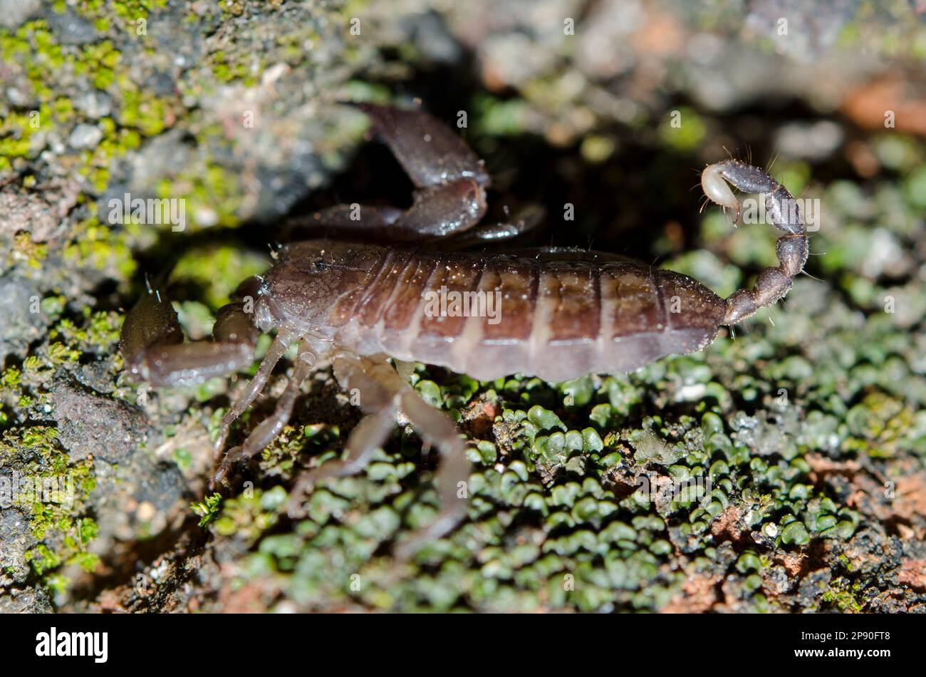 Australian Rainforest Scorpion, Liocheles waigiensis, Klungkung, Bali ...