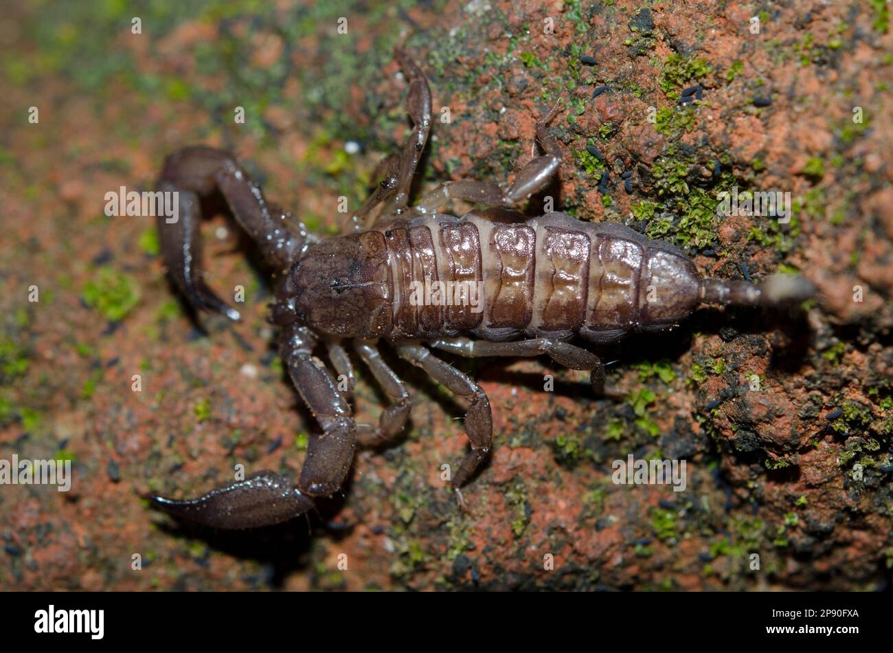 Australian Rainforest Scorpion, Liocheles waigiensis, Klungkung, Bali ...