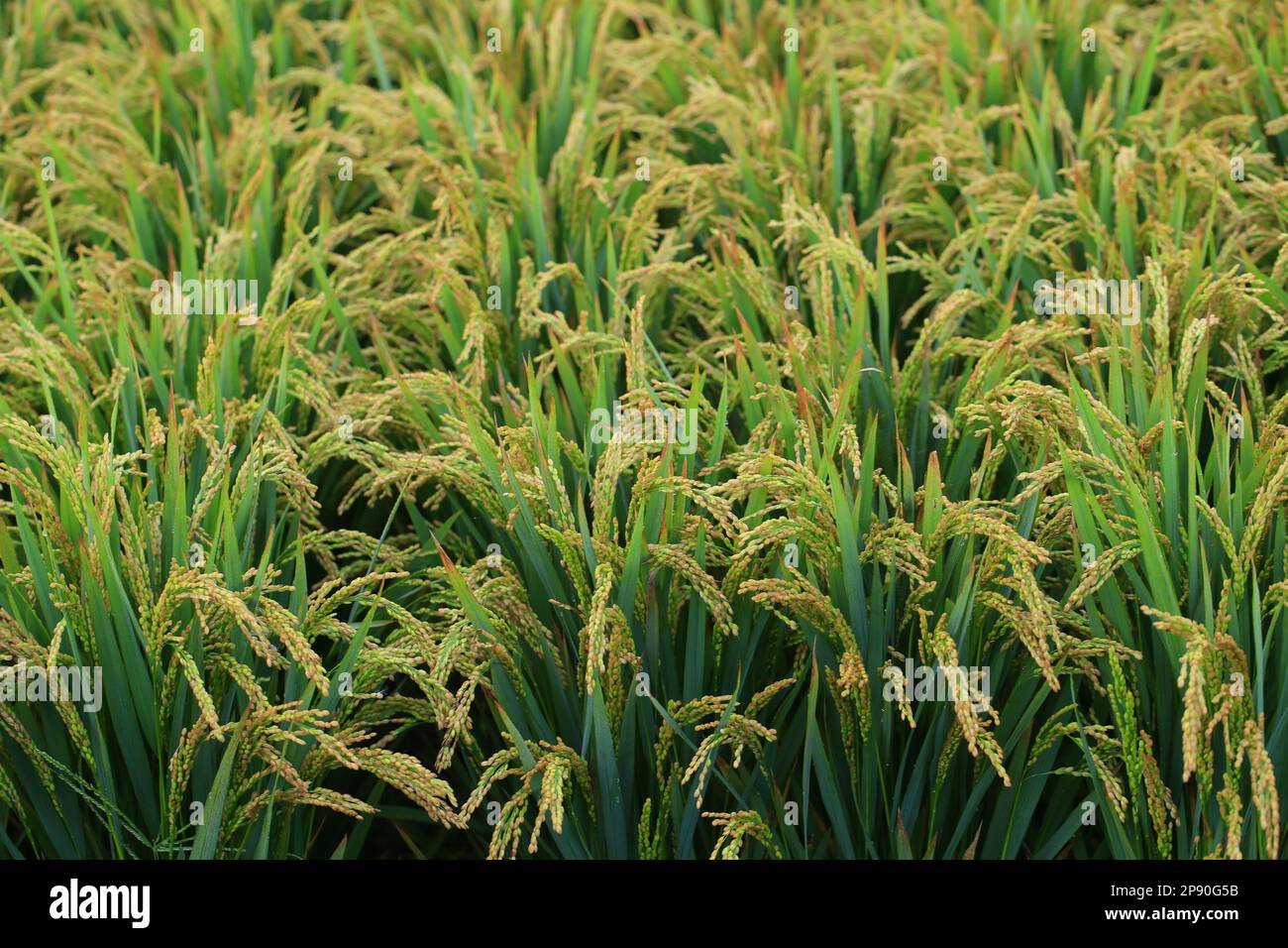 The autumn rice fields Stock Photo - Alamy
