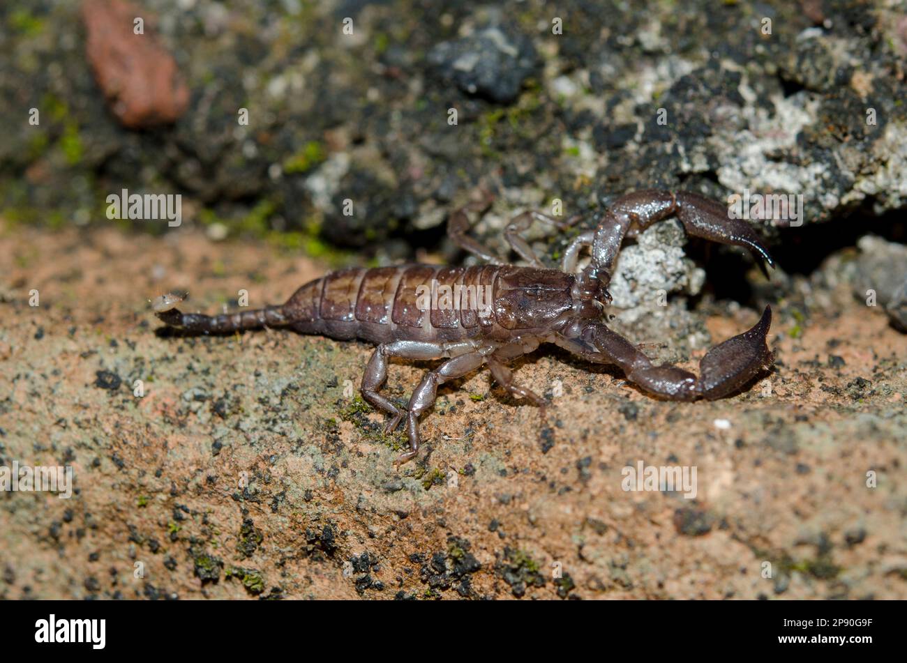Australian Rainforest Scorpion, Liocheles waigiensis, Klungkung, Bali ...