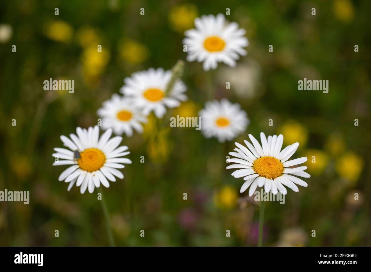 Close-up of common daisy, turkish name "papatya Stock Photo - Alamy