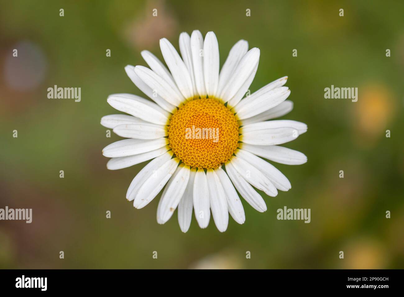 Close-up of common daisy, turkish name "papatya Stock Photo - Alamy