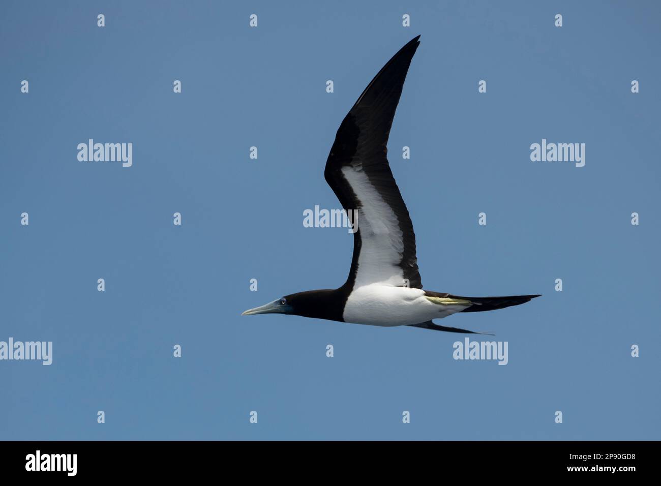 Brown Booby, Sula leucogaster flying, Raja Ampat, West Papua, Indonesia ...