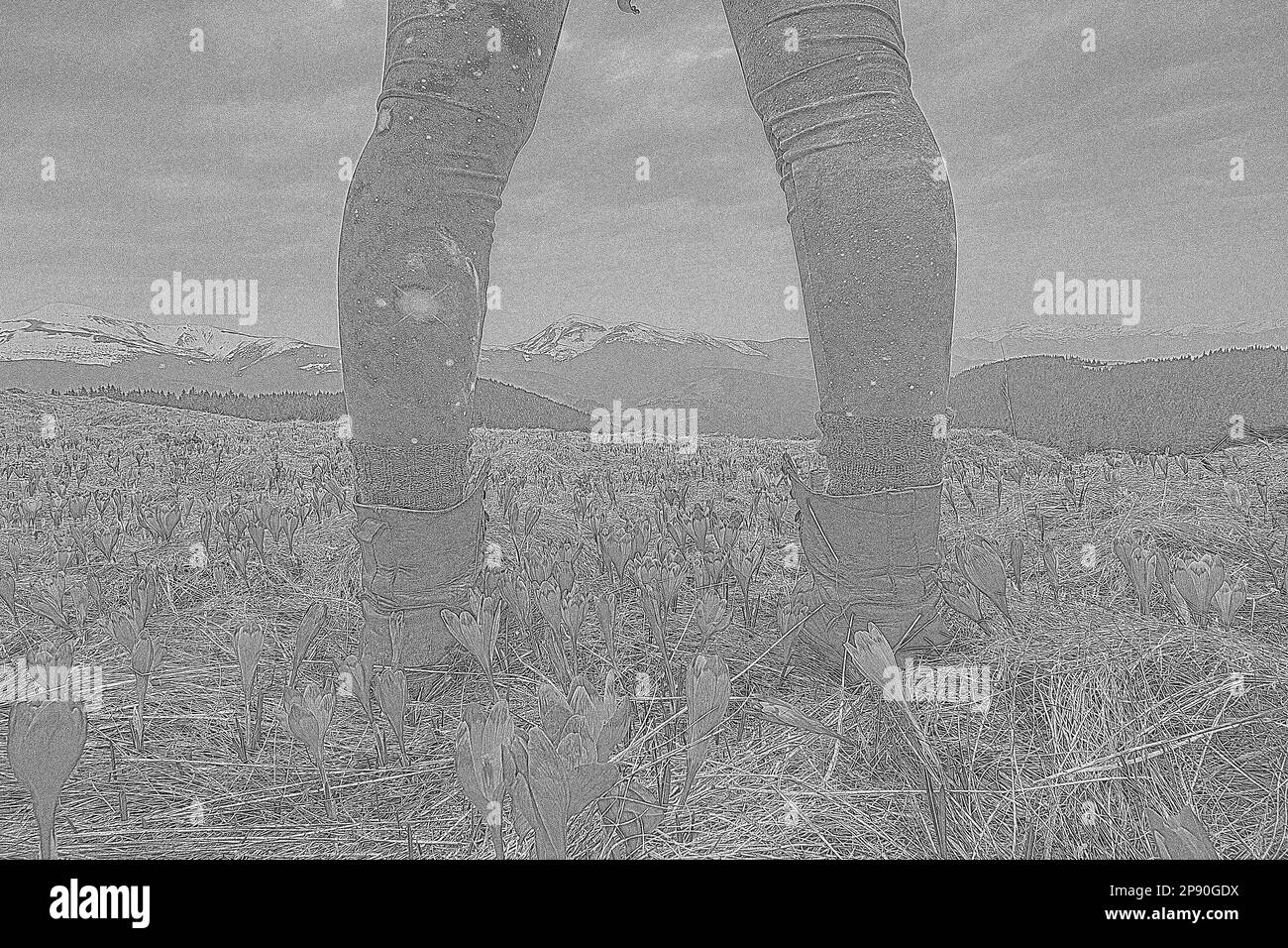 Hiker legs standing on crocus dried field engraving hand drawn sketch ...