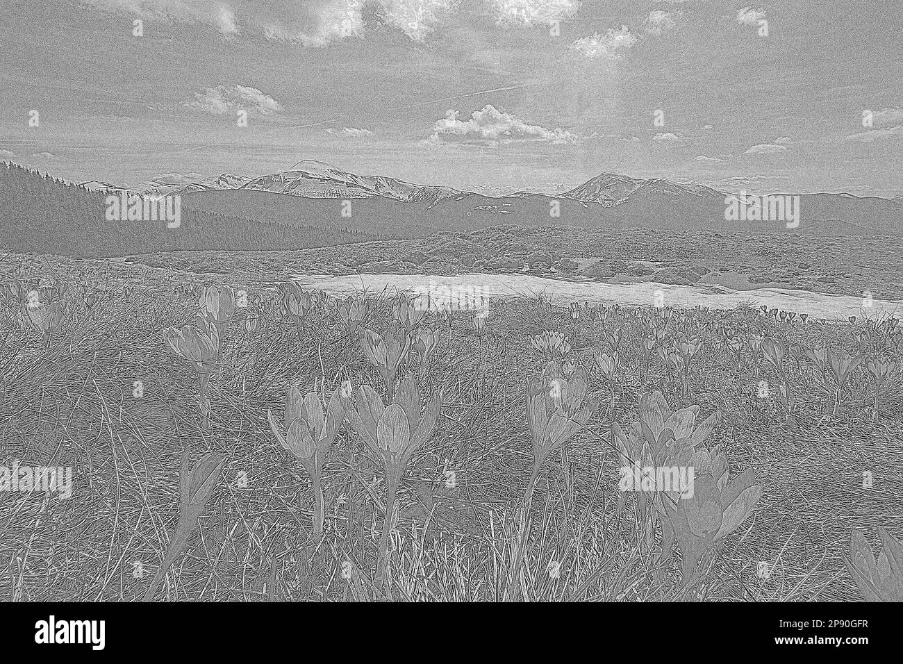 Wide violet crocus hillside with melting snow engraving hand drawn ...