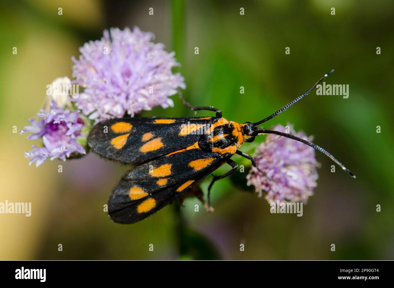 Forester Moth, Artona walkeri, on Goatweed flower, Ageratum conyzoides ...