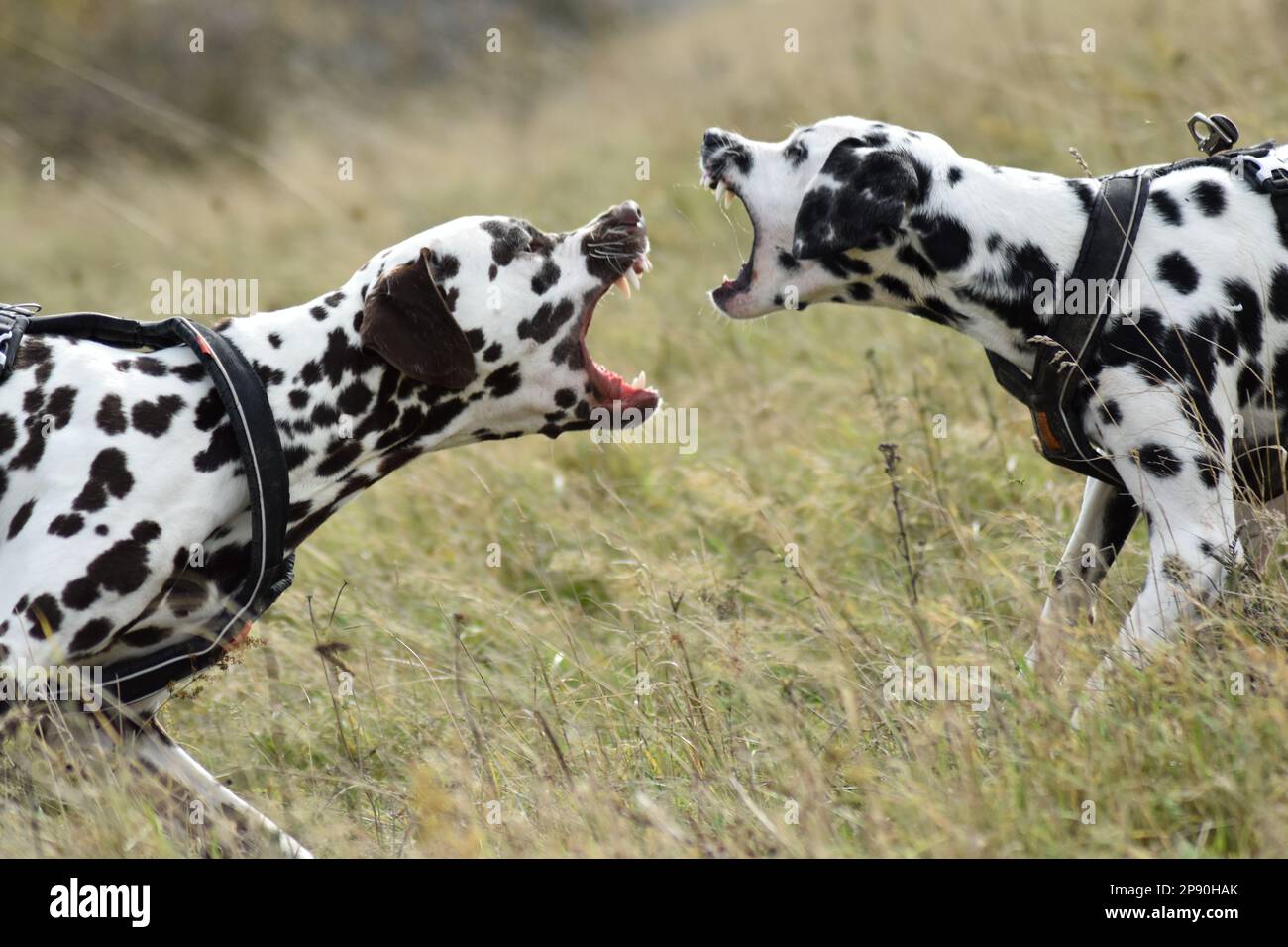 Dalmatian dog and barking hi-res stock photography and images - Alamy