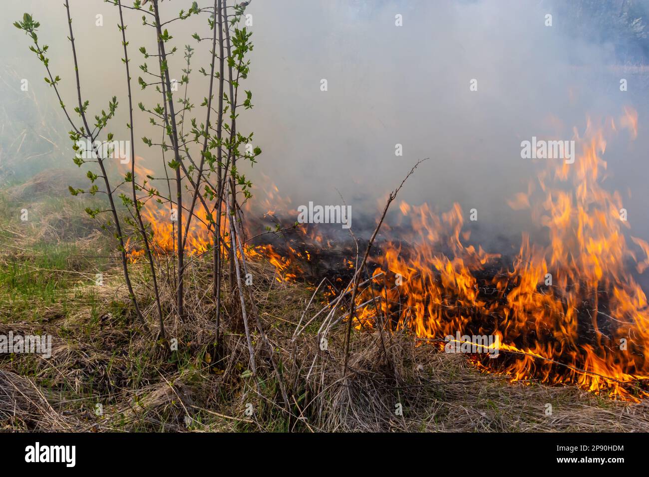 Burning old dry grass in garden. Flaming dry grass on a field. Forest ...
