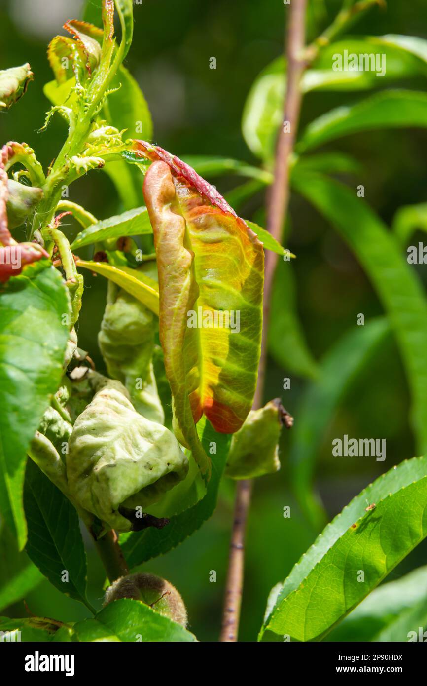 Detail of peach leaves with leaf curl, Taphrina deformans, disease ...