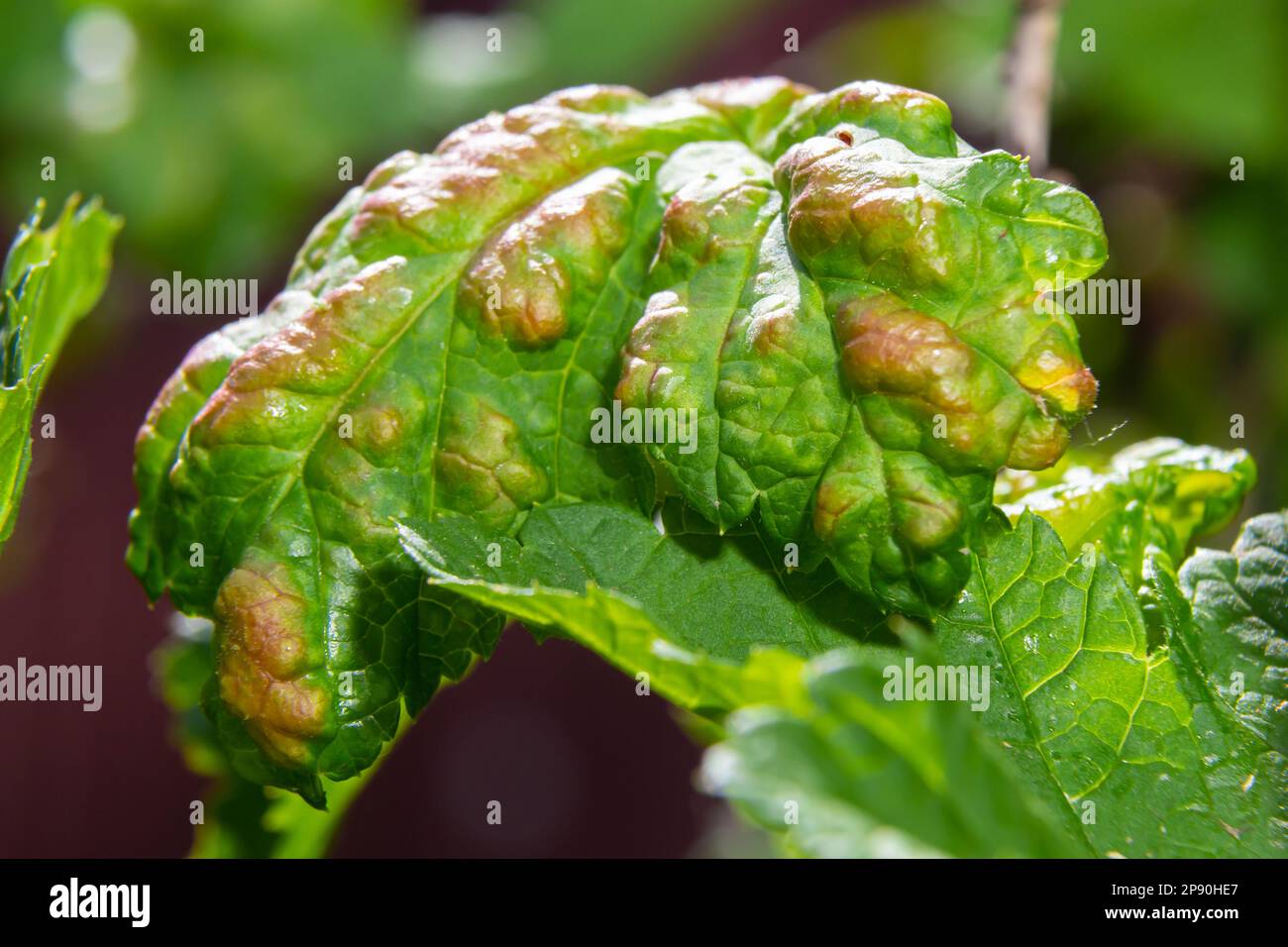 Branch of fruit tree with wrinkled leaves affected by black aphid ...